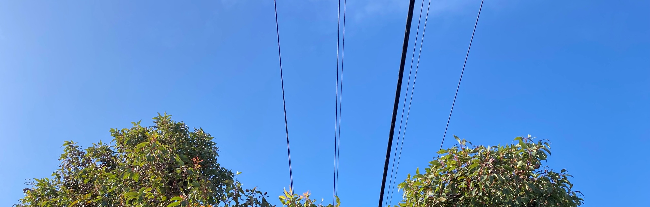 What you told us about undergrounding powerlines | Undergrounding ...