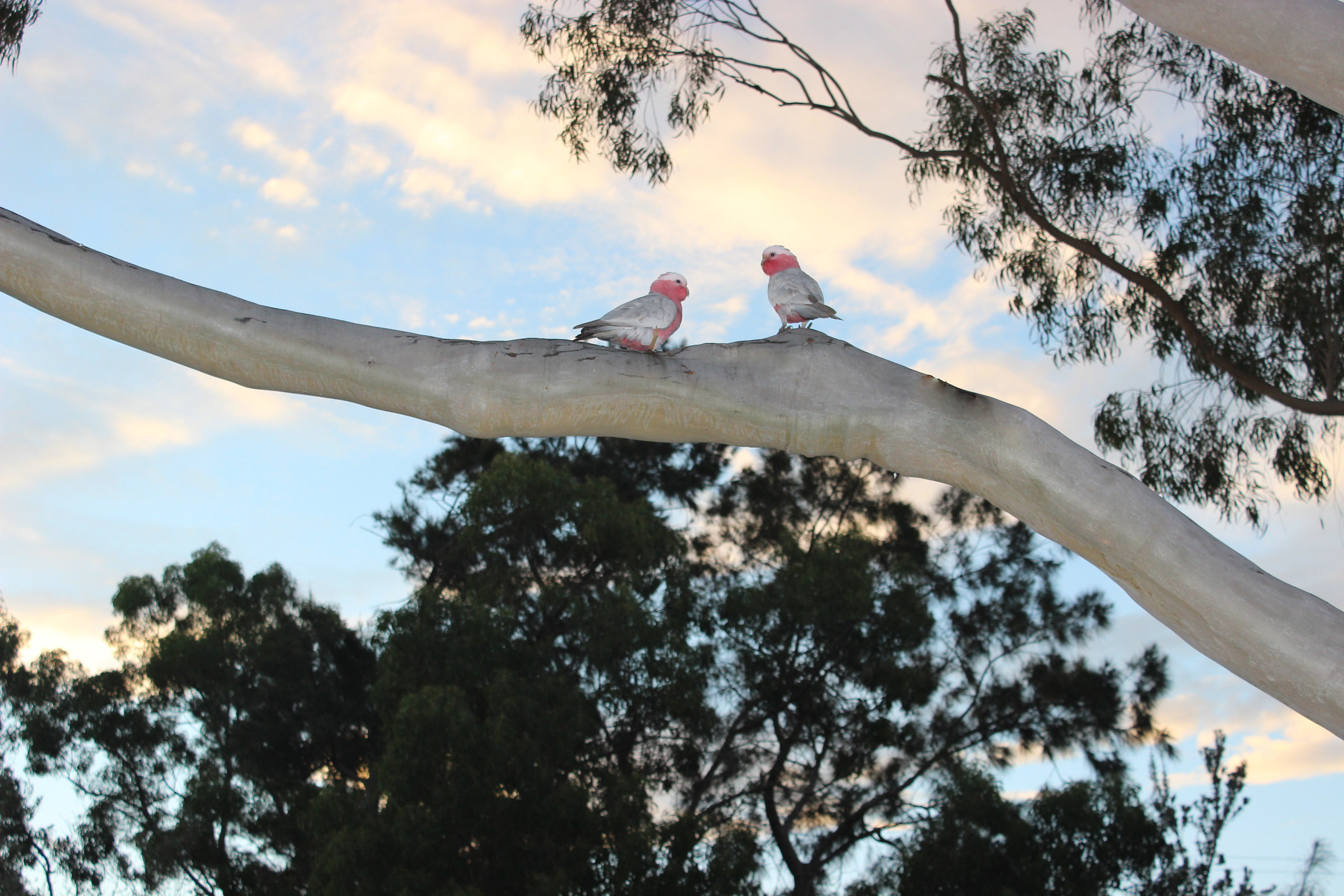 What you told us about tree protection on private property | Removing ...