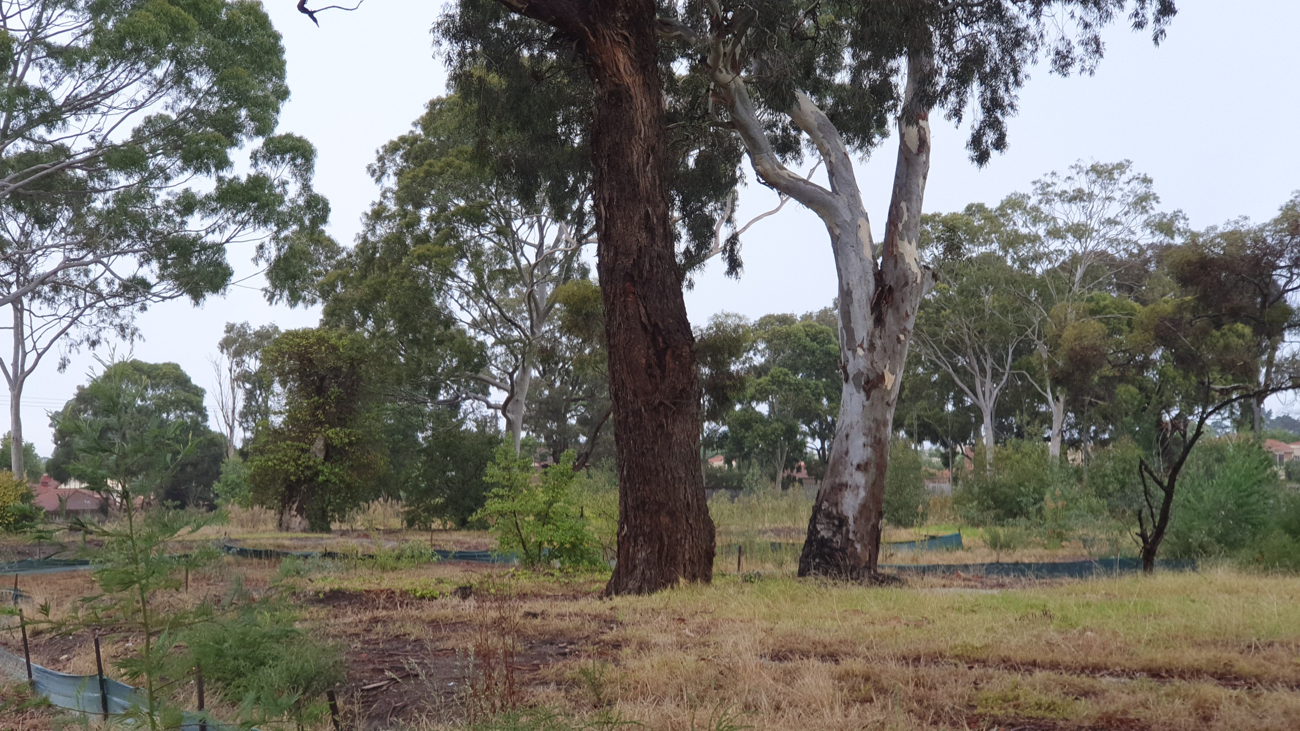 Highett Urban Forest Precinct Plan | Have Your Say - Bayside City Council