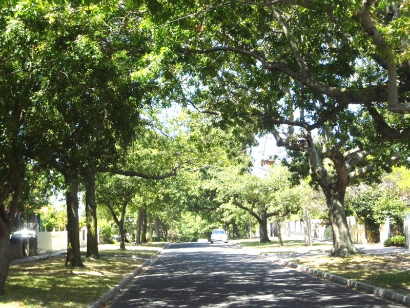 Managing Council's Street and Park Trees | Have Your Say - Bayside City ...